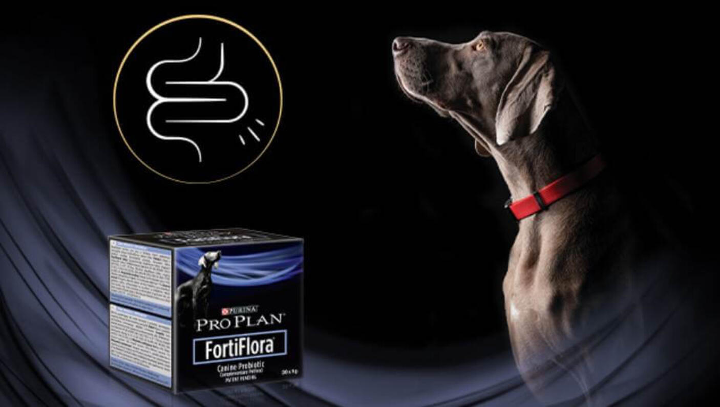 Probiotici za pse: Što su i kada ih koristiti | Purina HR